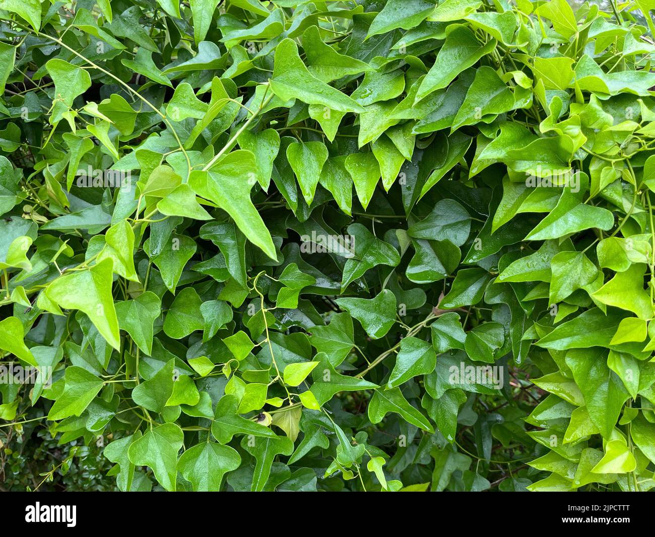 Cocculus carolinus hi-res stock photography and images - Alamy