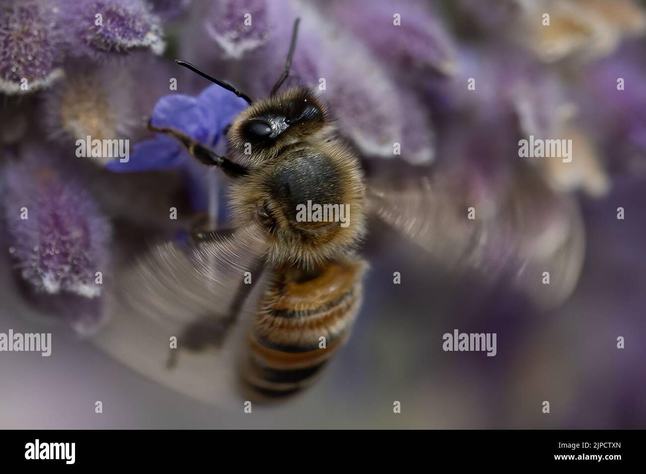 Abeille en vol hi-res stock photography and images - Alamy