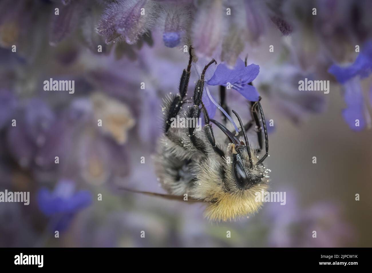 Insecte bourdon hi-res stock photography and images - Alamy