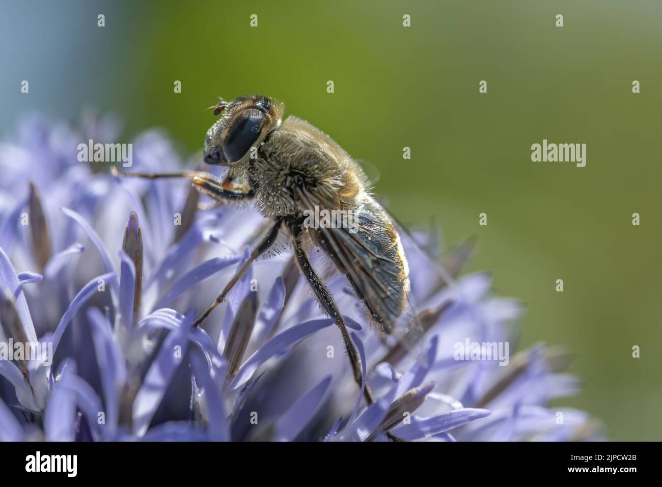 Mouche guêpe hi-res stock photography and images - Alamy