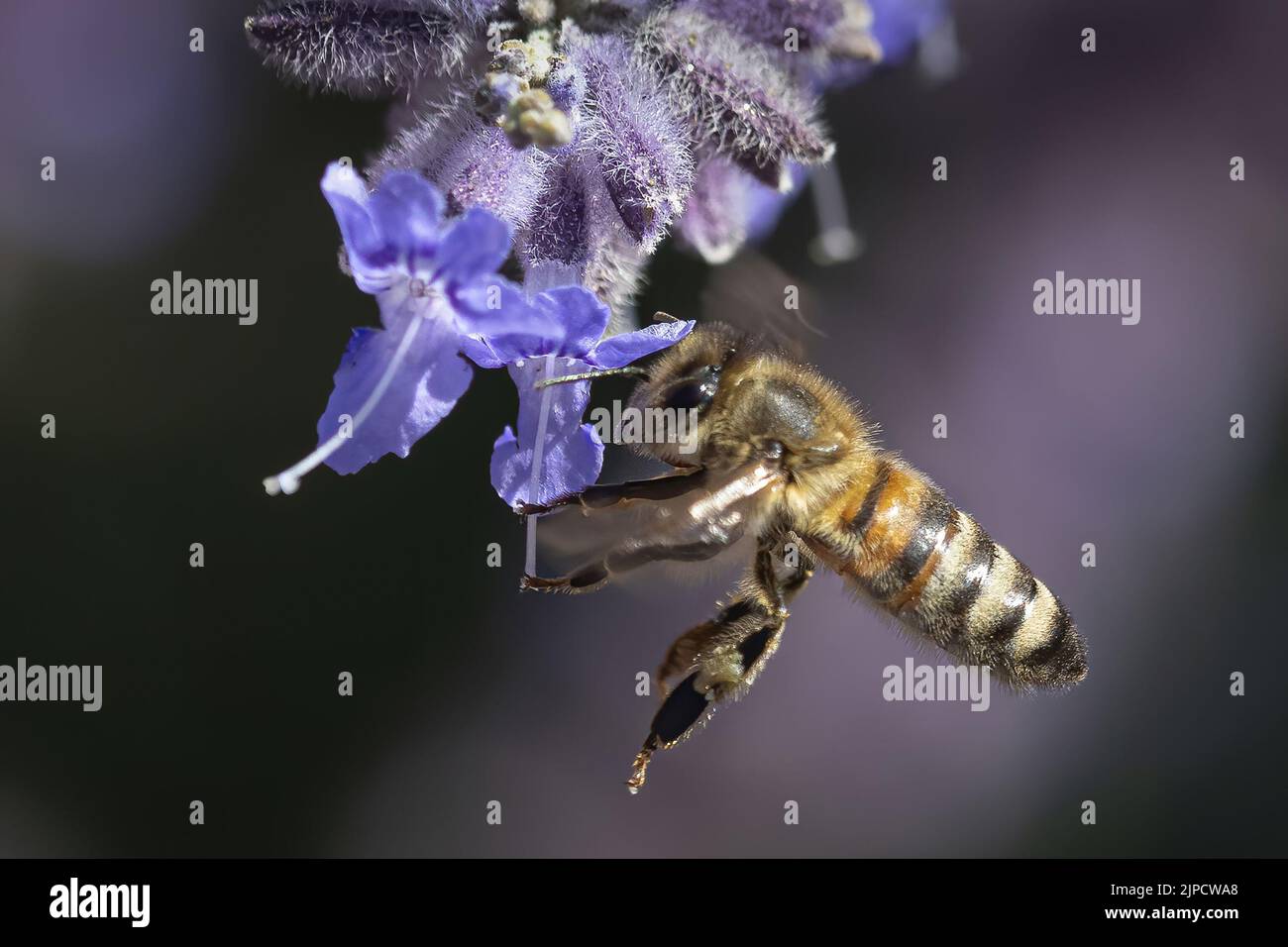 Abeille en vol hi-res stock photography and images - Alamy