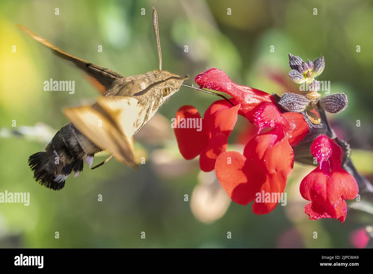 Gros plan du sphinx hi-res stock photography and images - Alamy