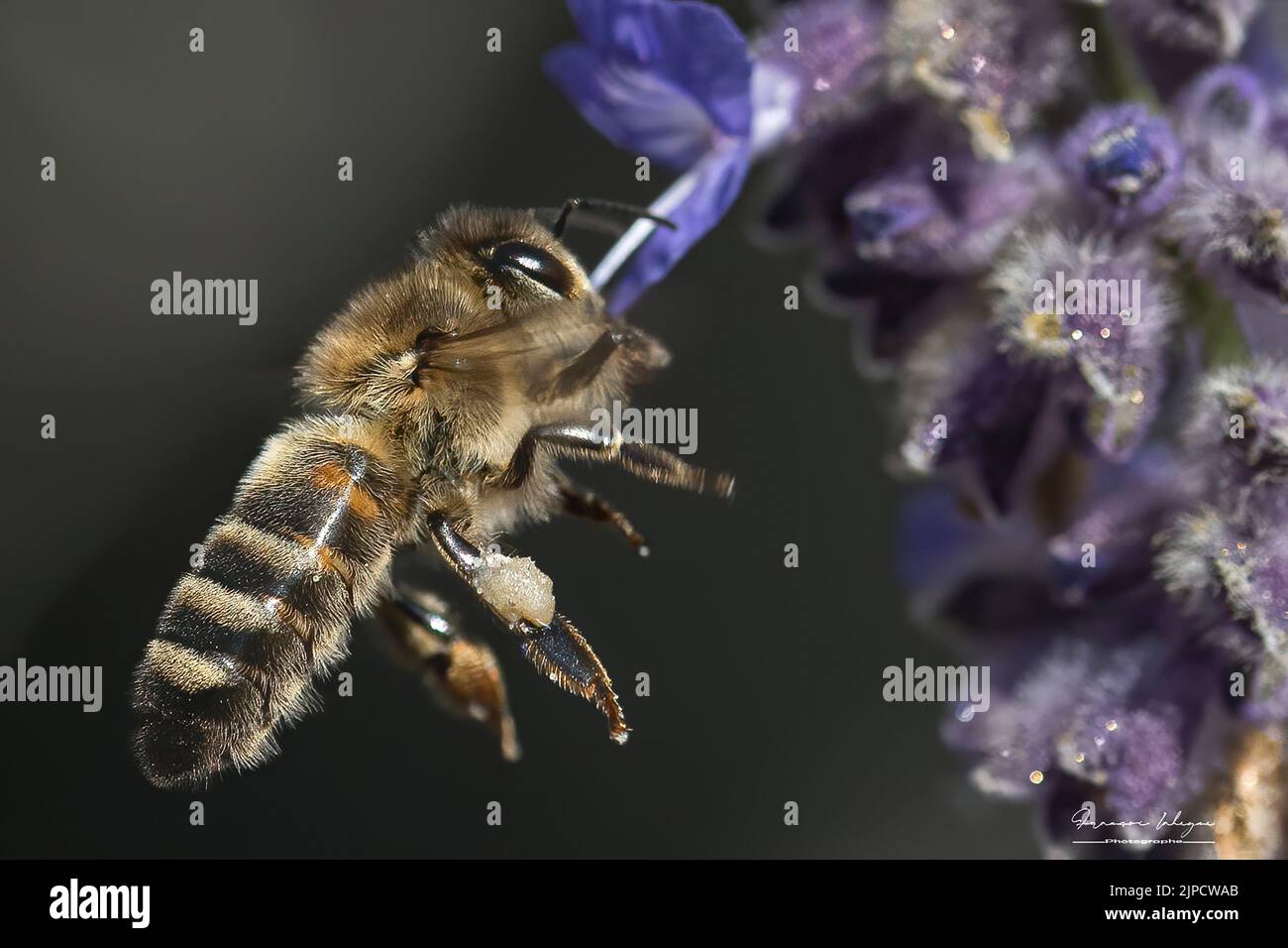 Abeille mouche hi-res stock photography and images - Alamy