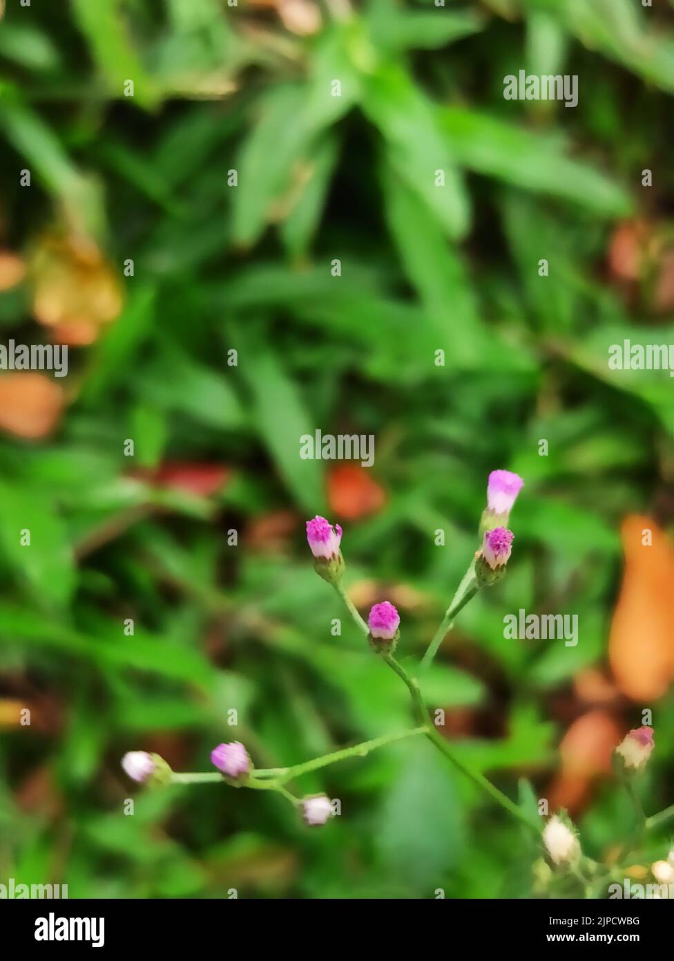 Little ironweed flower hi-res stock photography and images - Alamy