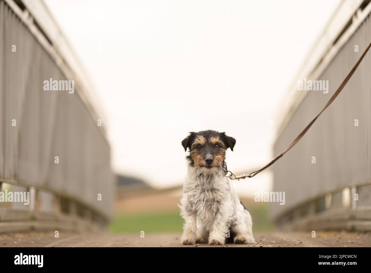 Dog placement hi-res stock photography and images - Alamy