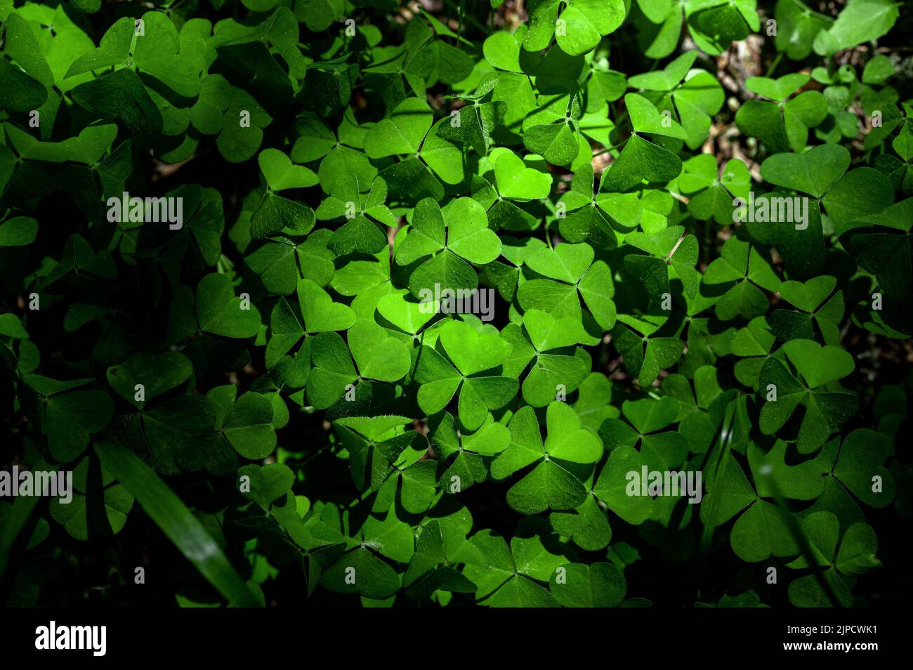 Shamrock Clover Natural dark Background. Plant and herb texture. Leafs ...