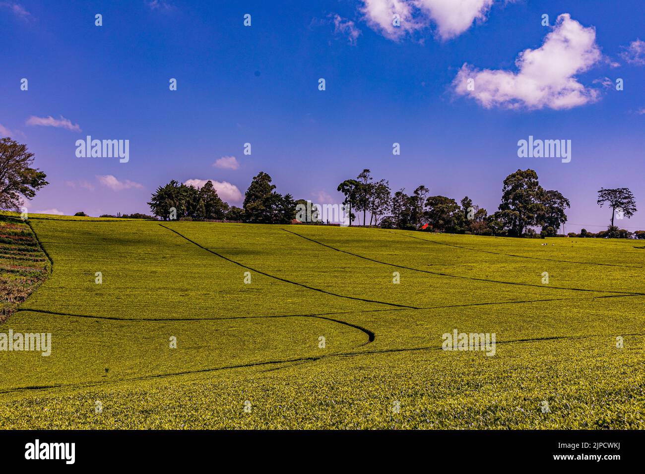 Kiambu County Tea Green Leaves Farm Farming Farmers Large scale ...
