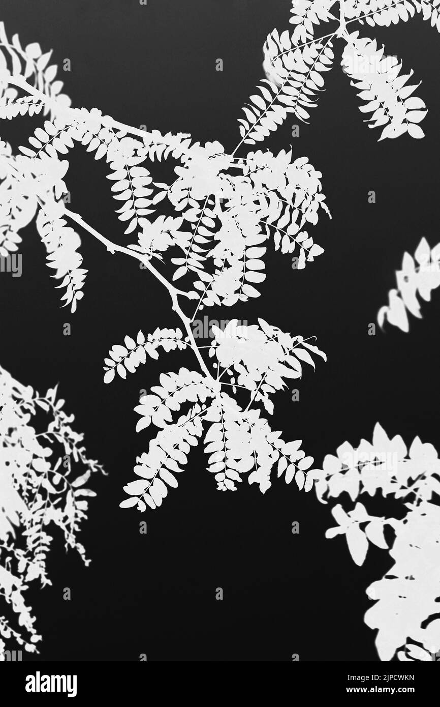 Crisp glow Black and White Stock Photos & Images - Alamy