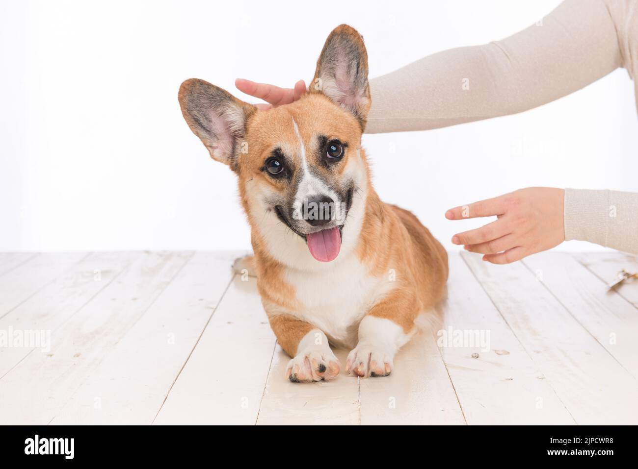 Pembroke Welsh Corgi grooming Stock Photo - Alamy