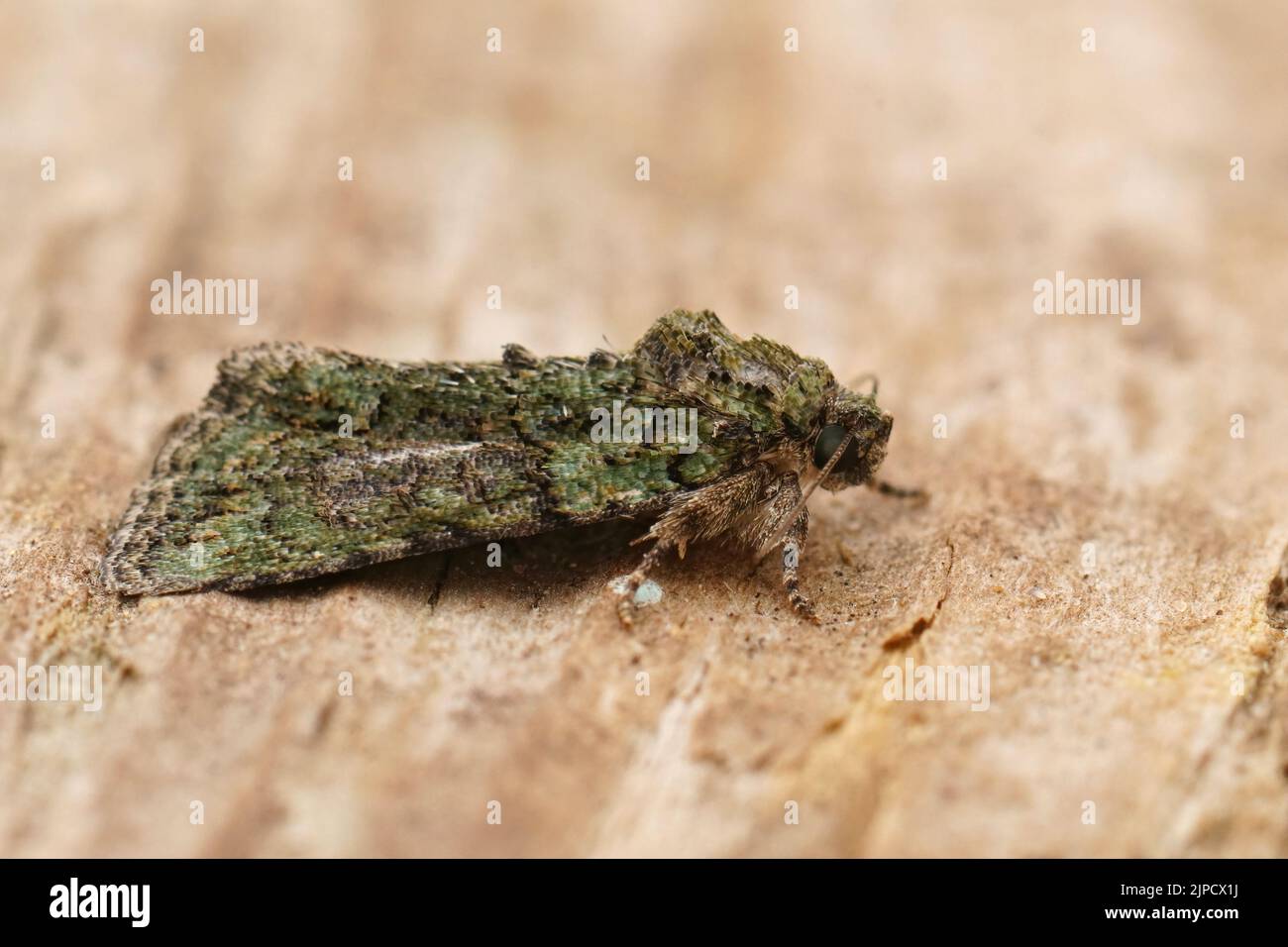 Detailed closeup on a mediterranean Tree-lichen Beauty moth, Cryphia ...
