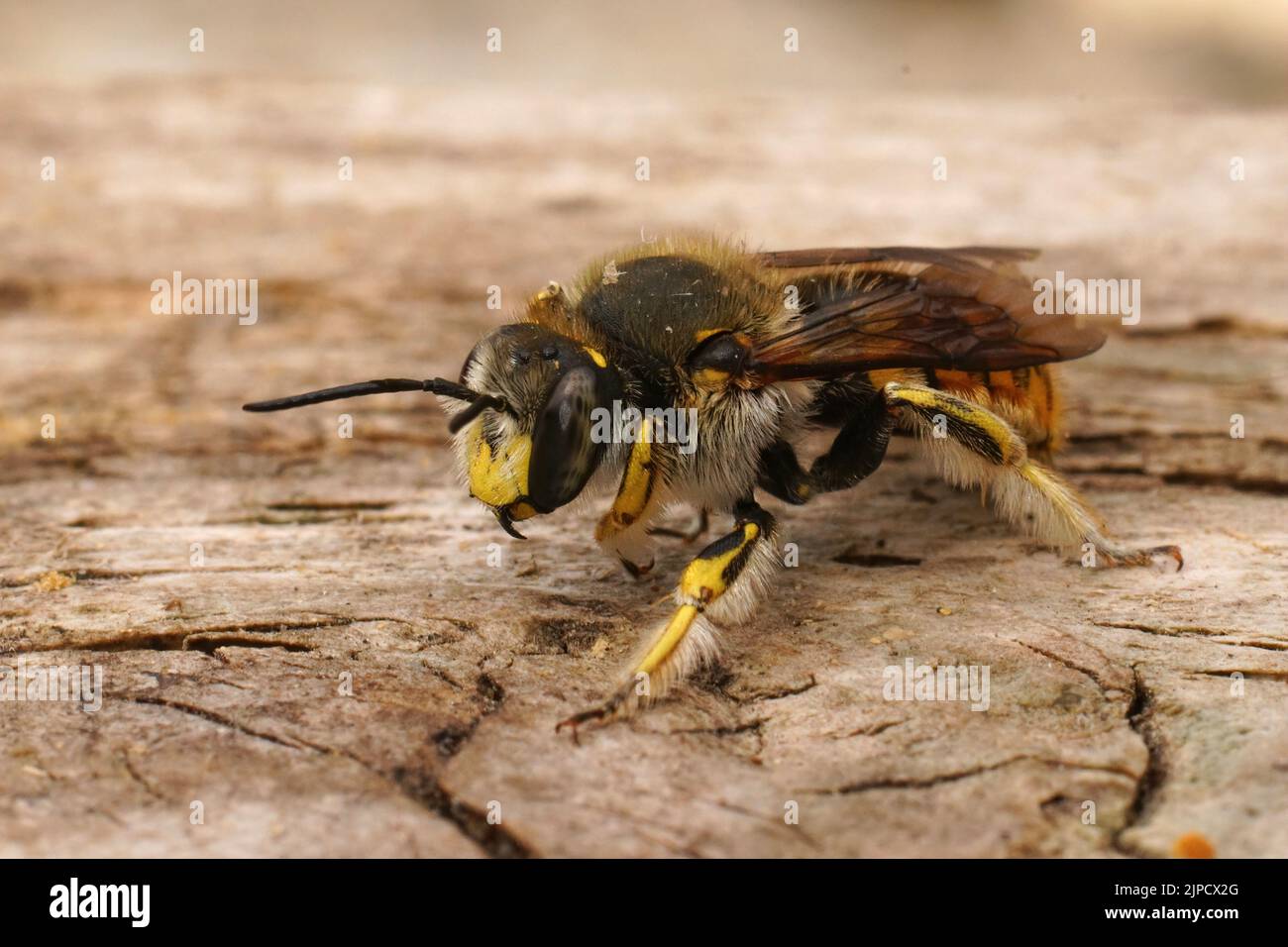 Detailed closeup on a colorful male yellow European woodcarder bee ...