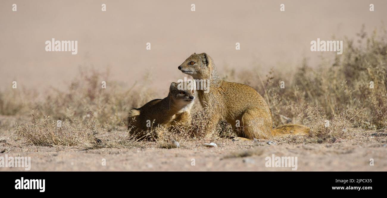 Yellow mongoose ( Cynictis penicillata ) Kgalagadi Transfrontier Park ...