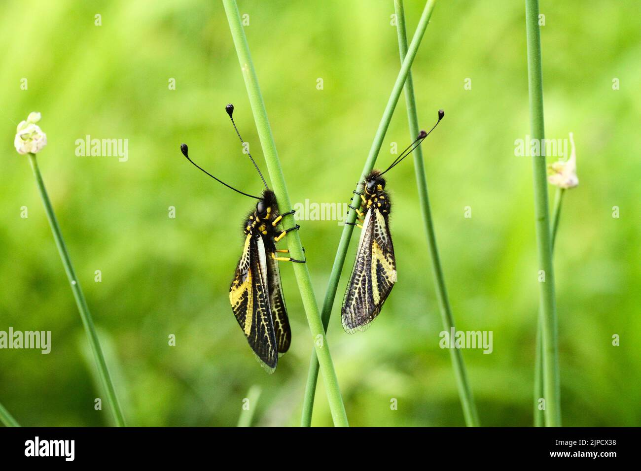 Love insects hi-res stock photography and images - Alamy