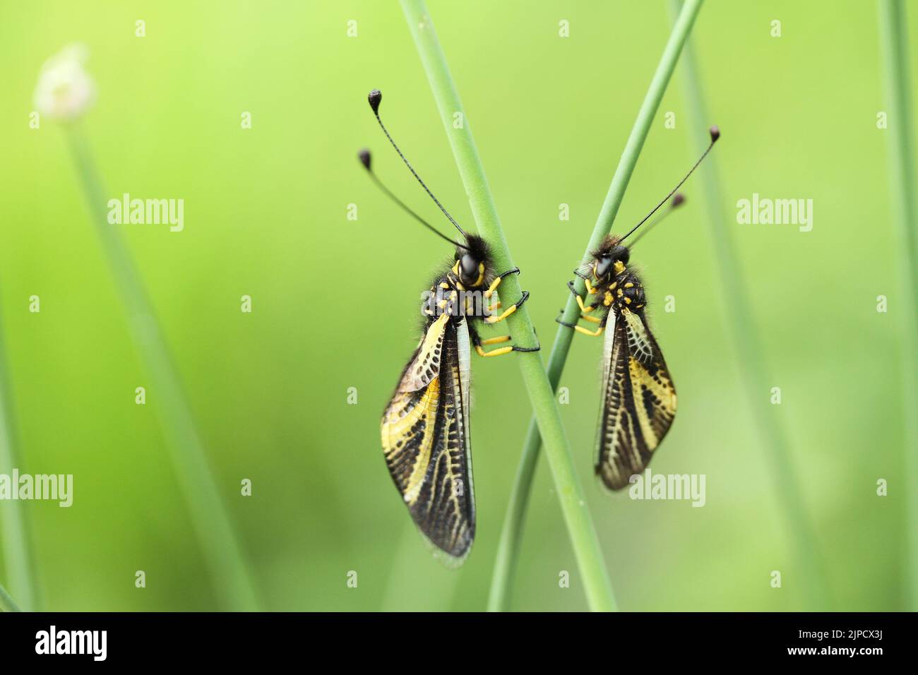 Love insects hi-res stock photography and images - Alamy