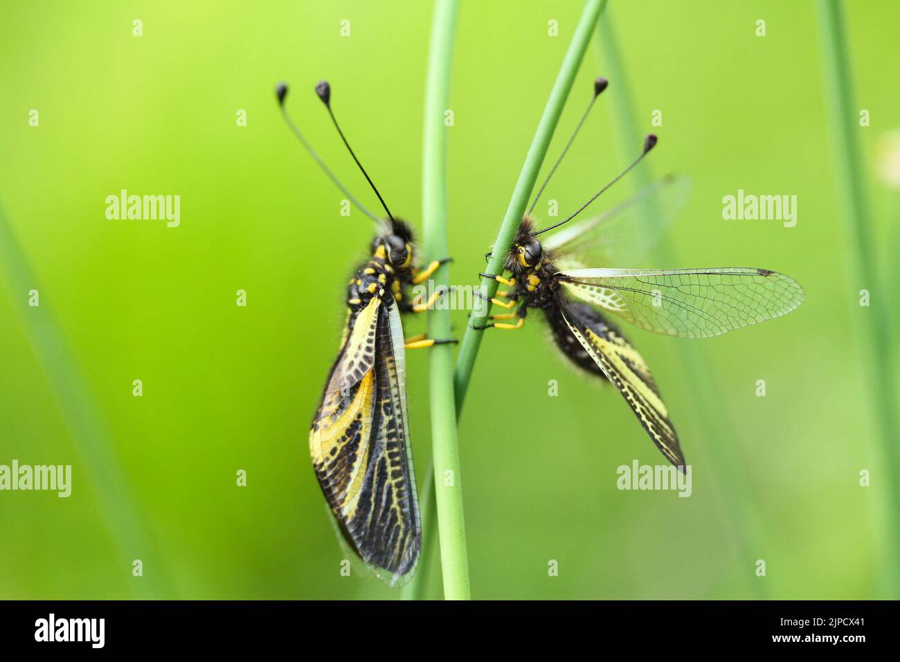 Insects lovers hi-res stock photography and images - Alamy