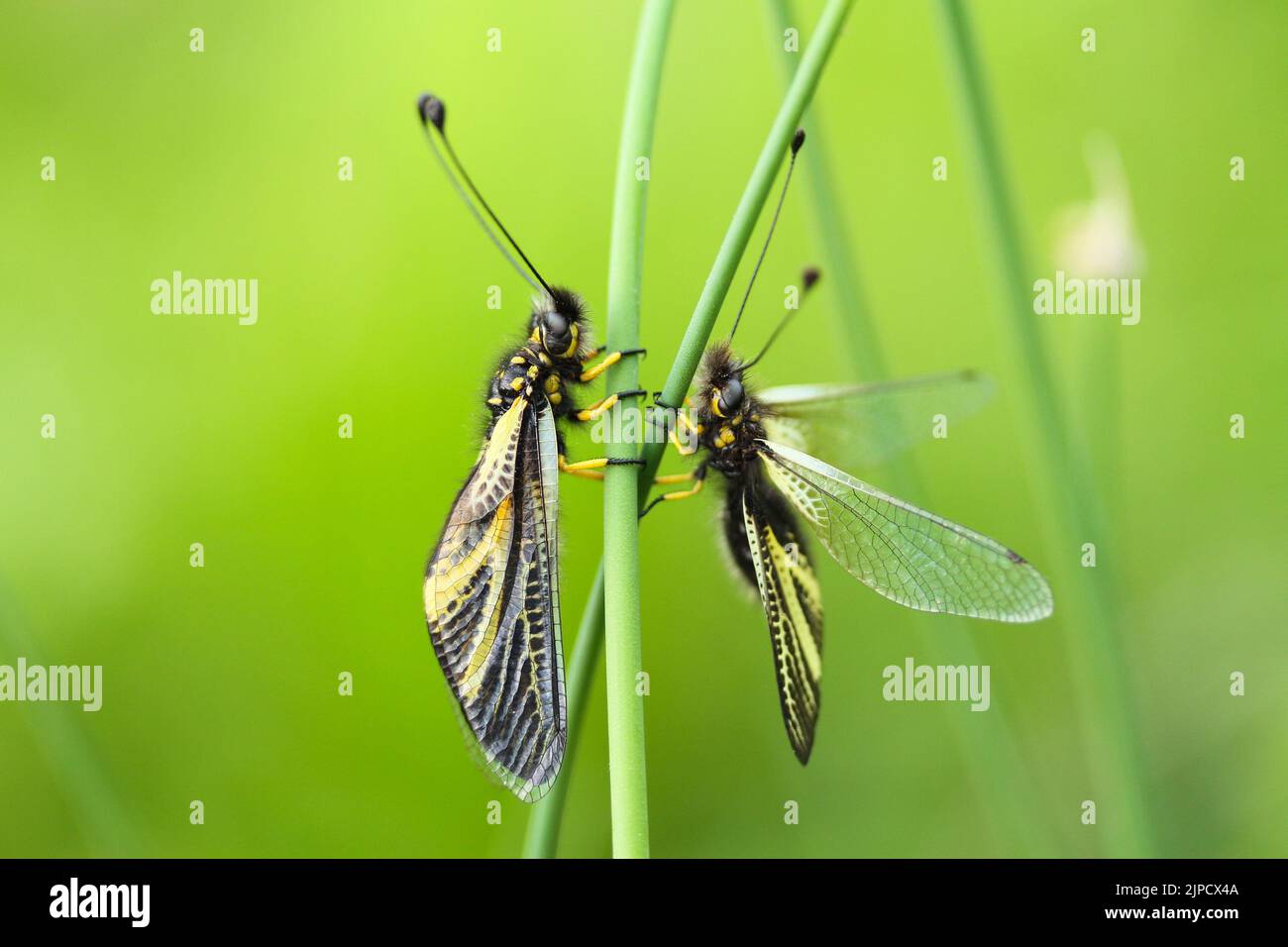 Close-up of beautiful insects in green background Stock Photo - Alamy