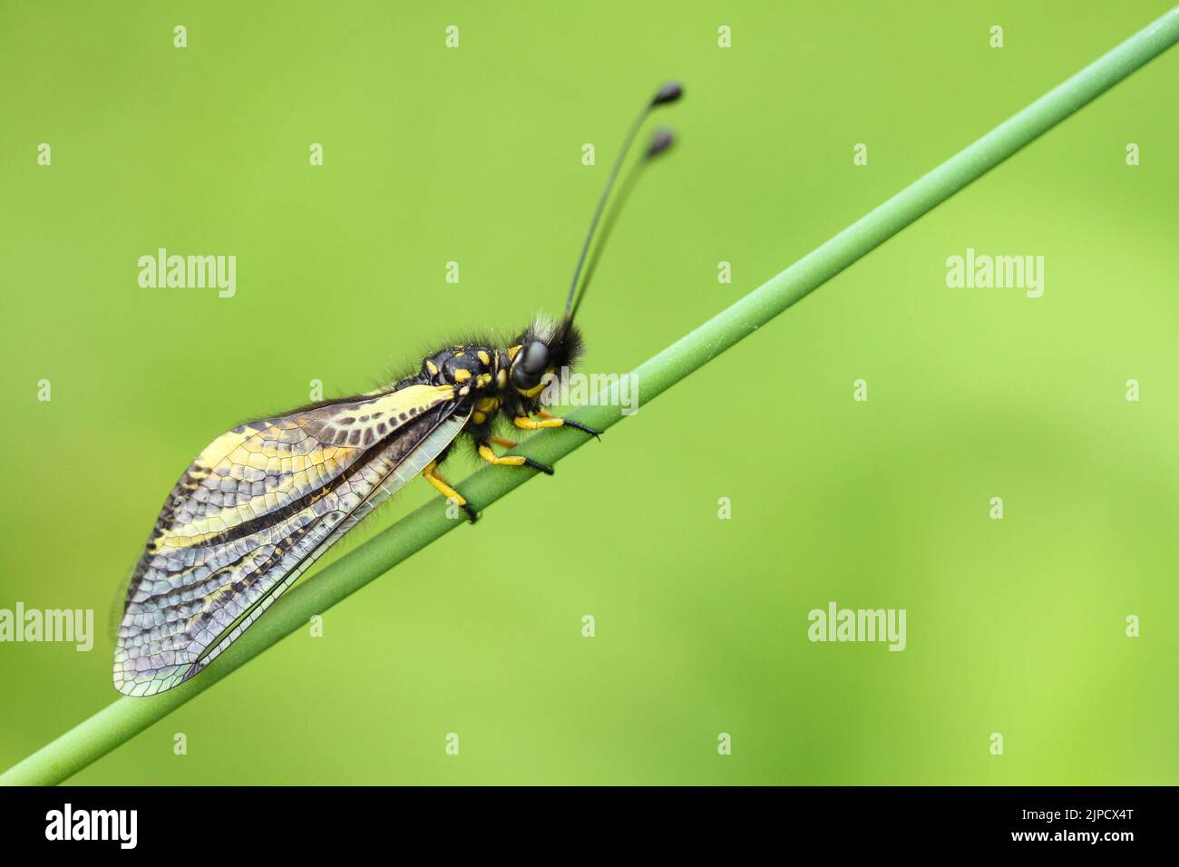Close-up of beautiful insects in green background Stock Photo - Alamy