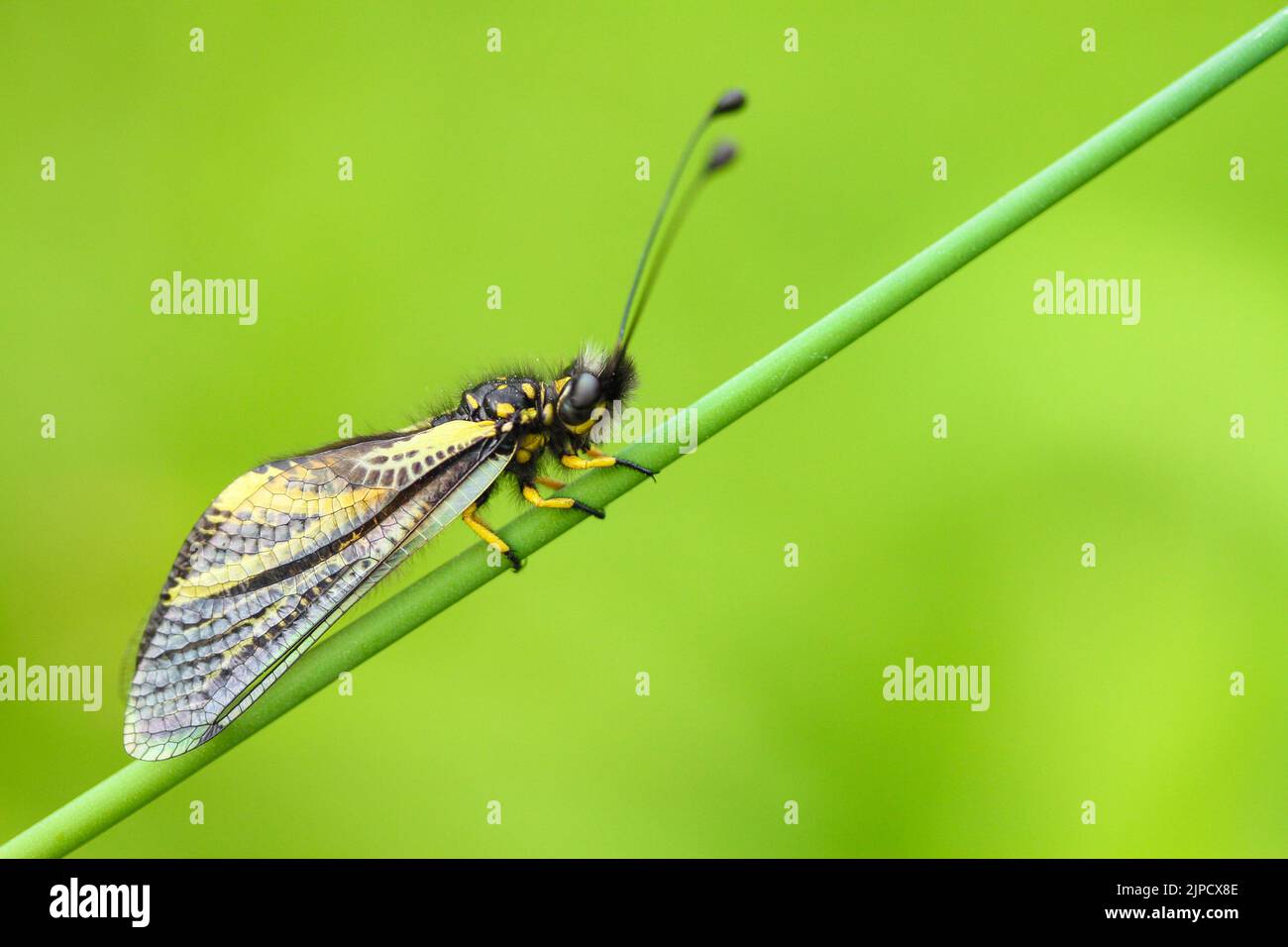 Close-up of beautiful insects in green background Stock Photo - Alamy