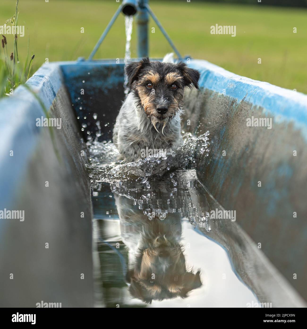 cute little jack russell terrier dog is on a hot summer day in a kneipp ...