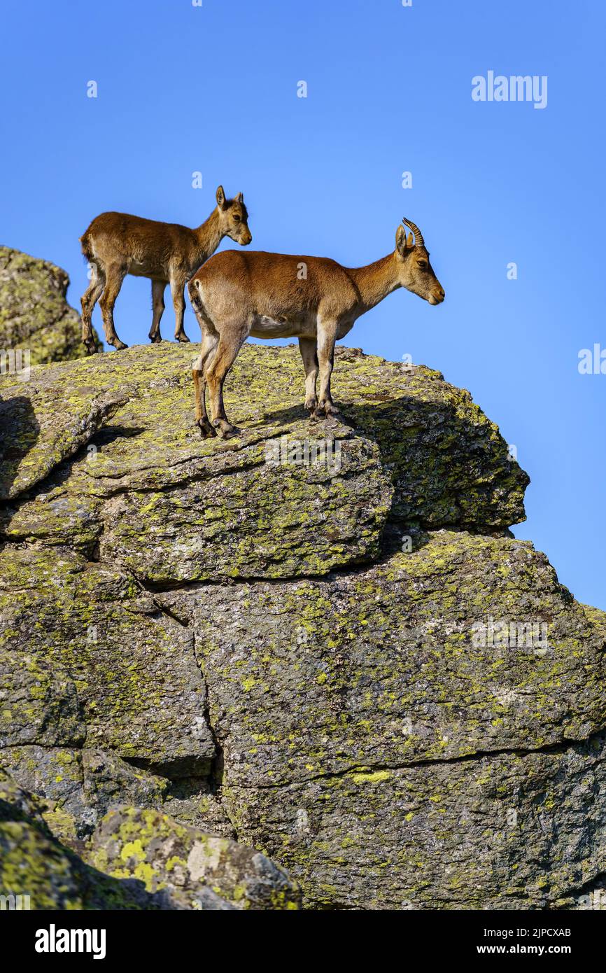 Mountain goats climbed to the high rocks of a mountain on a clear blue ...
