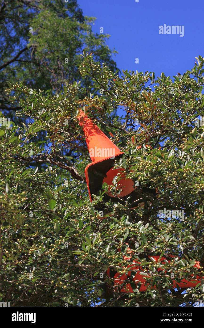 A safety cone stuck in the top of a leafy tree Stock Photo - Alamy
