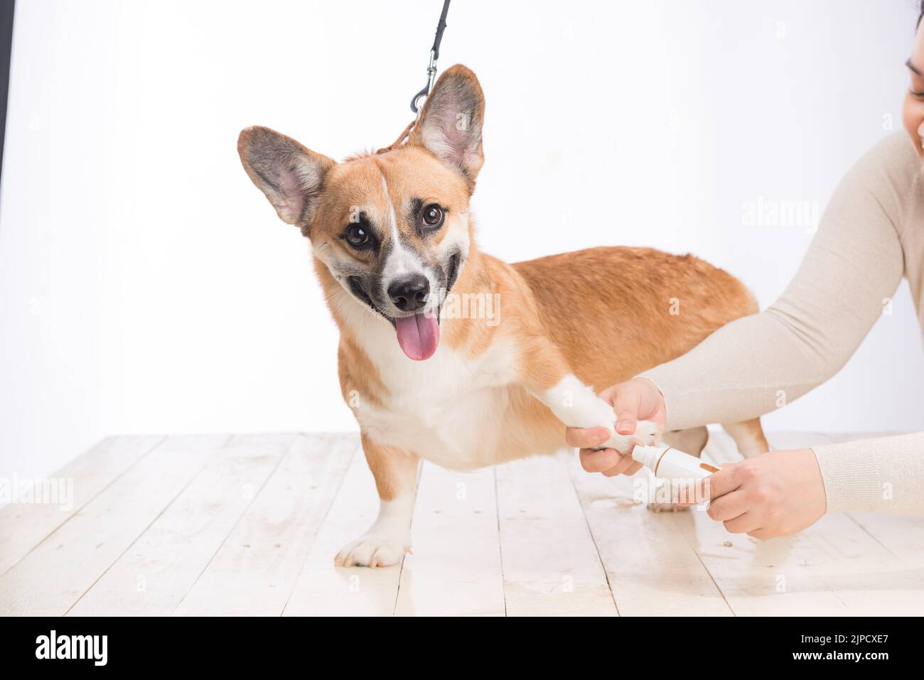 Welsh corgi pembroke in the canine hairdresser cutting his nails Stock ...
