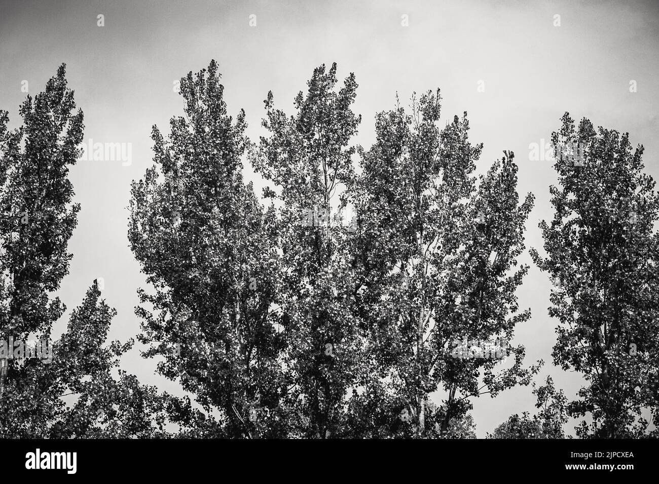 The low-angle grayscale of trees under the sky - monochrome nature ...