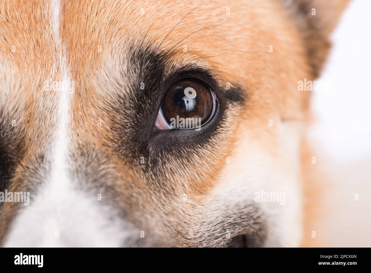 closeup portrait of welsh corgi dog, focus on the eye corgi Stock Photo ...