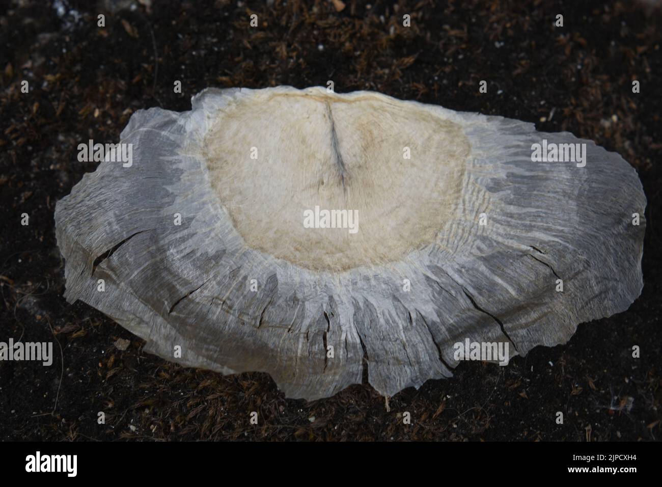 Oroxylum indicum is a well-known medicinal tree in Asia Stock Photo - Alamy