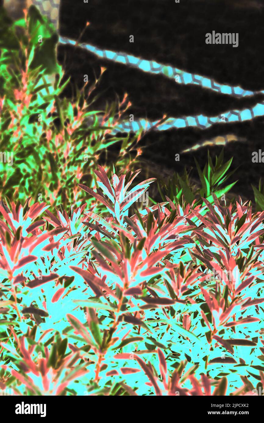 Beautiful leafy plants growing in the summer kitchen garden in a bright ...