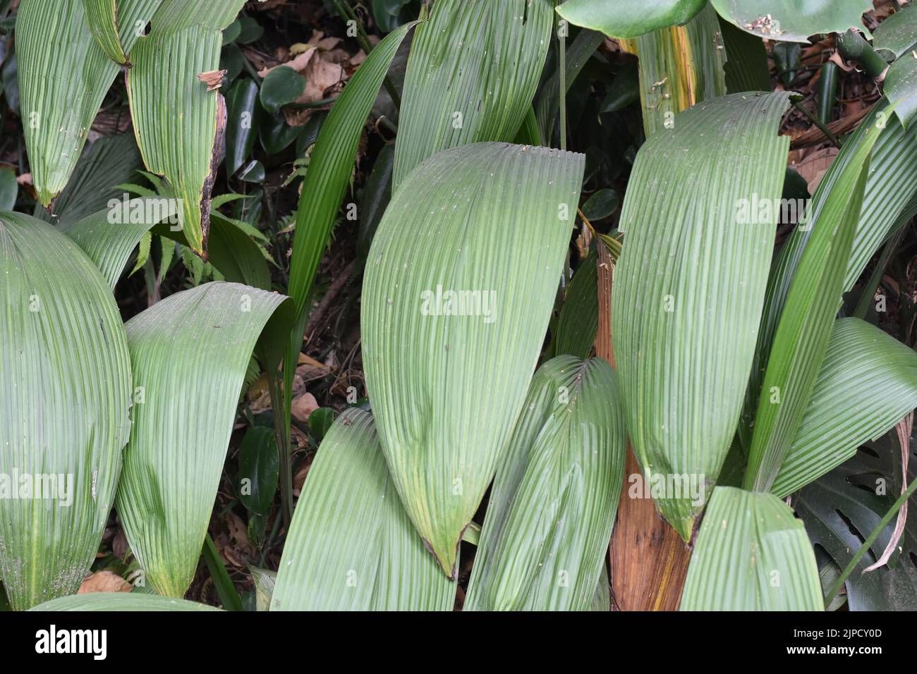 Curculigo orchioides hi-res stock photography and images - Alamy