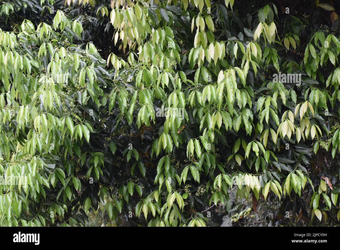 Cinnamomum tamala is an evergreen tree growing in Himalayan region ...
