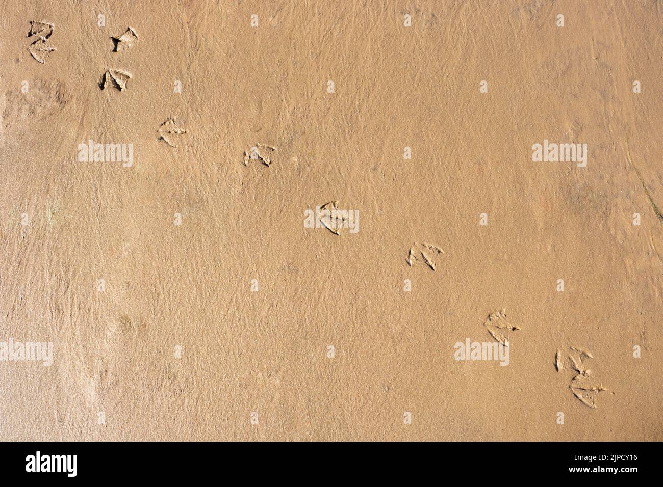 Footprint of birds hi-res stock photography and images - Alamy