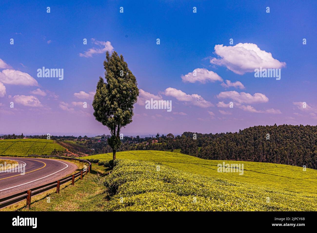 Kiambu County Kenya East Africa Central Province Tea Farm farming ...
