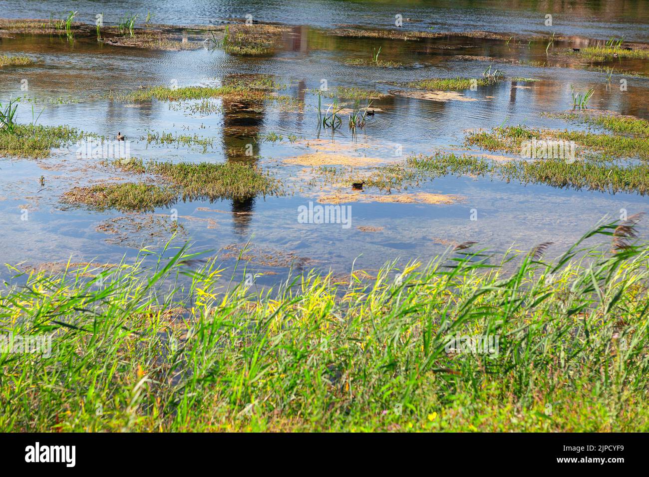 Marshland of south land . Swamp with shallow water . Morass with sedge ...