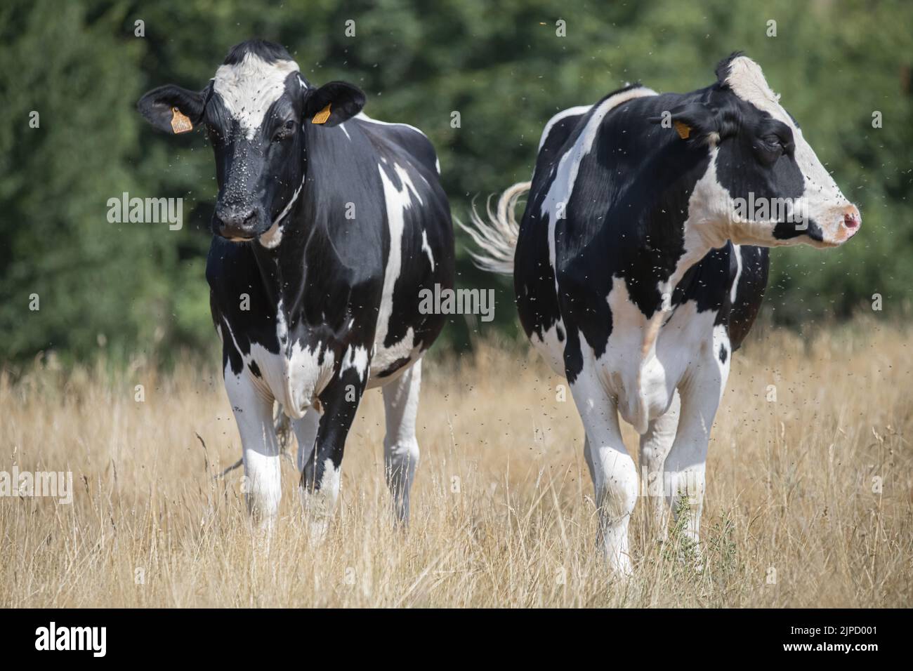 Bœufs et hérons garde bœufs dans les prairies de la baie de Somme Stock ...