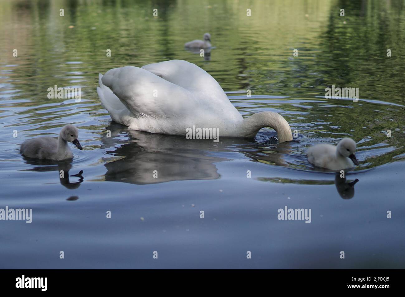 A beautiful white swan and baby swans swimming on a lake surface Stock ...