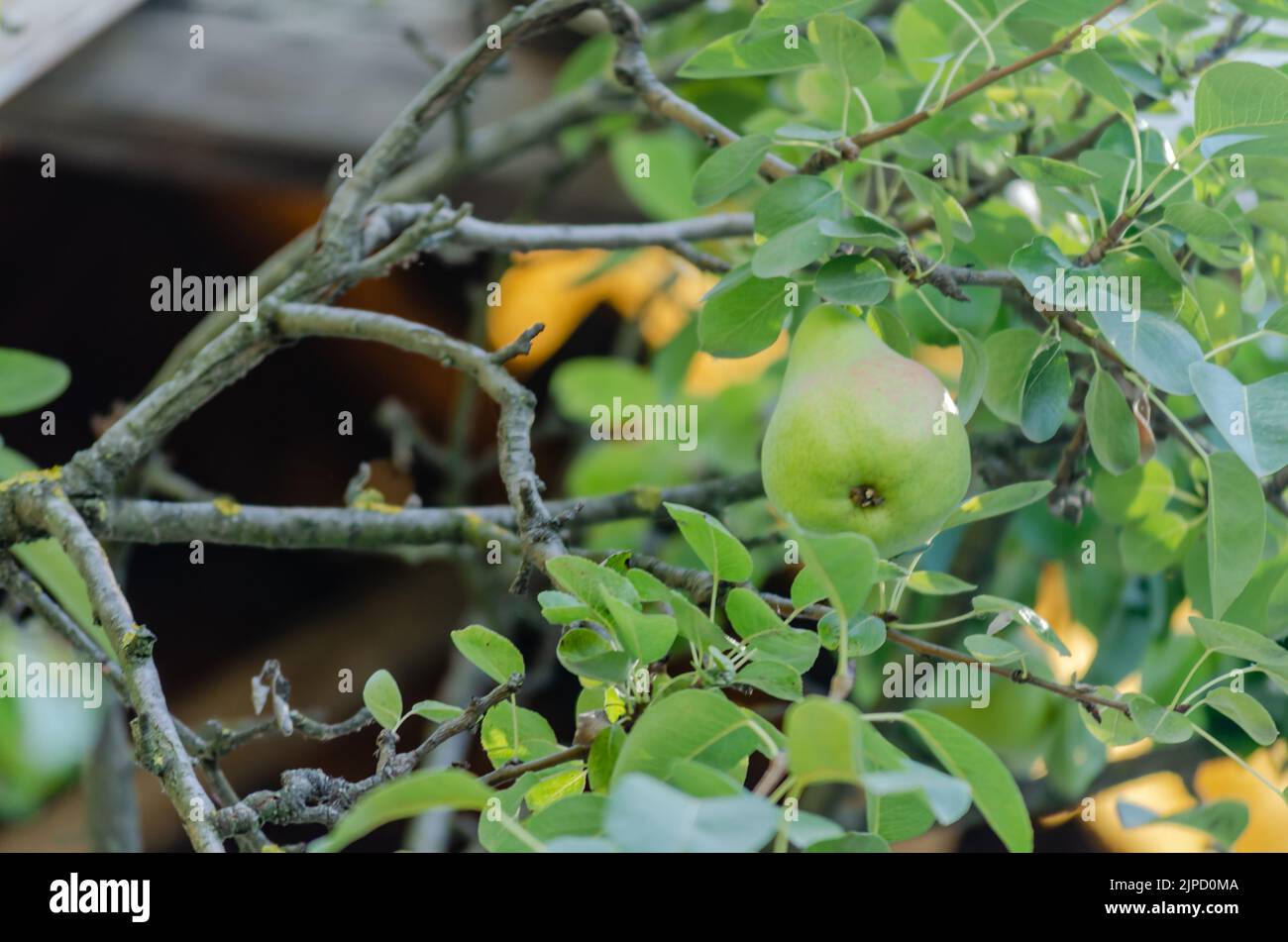Pear tree with its fruit during summer. Ripe pear fruits hanging on a ...