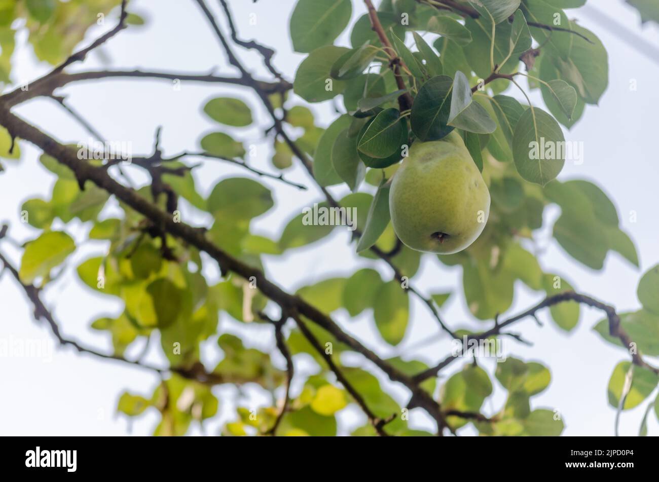 Pear tree with its fruit during summer. Ripe pear fruits hanging on a ...