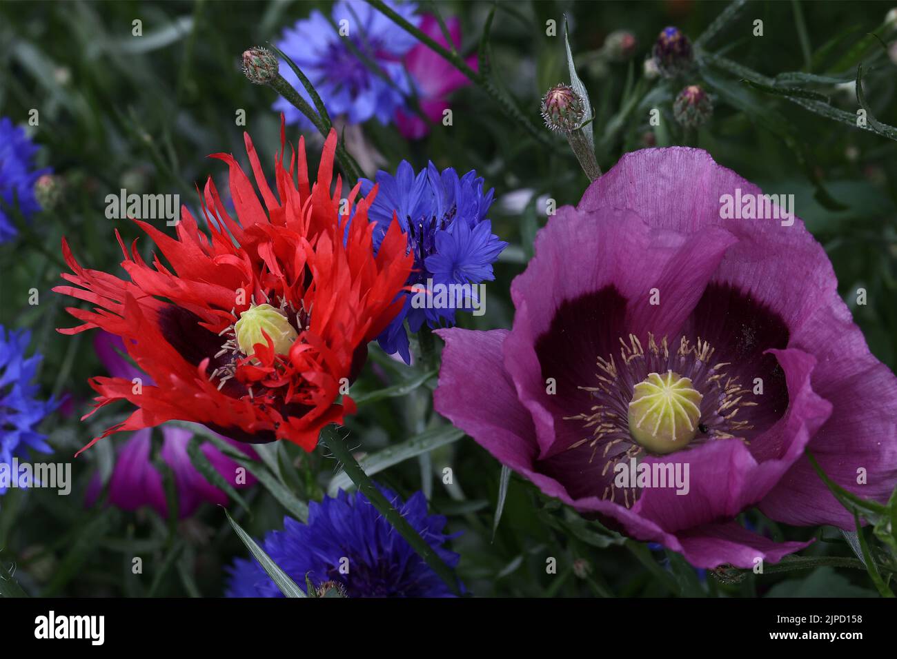 Poppies colours hi-res stock photography and images - Alamy