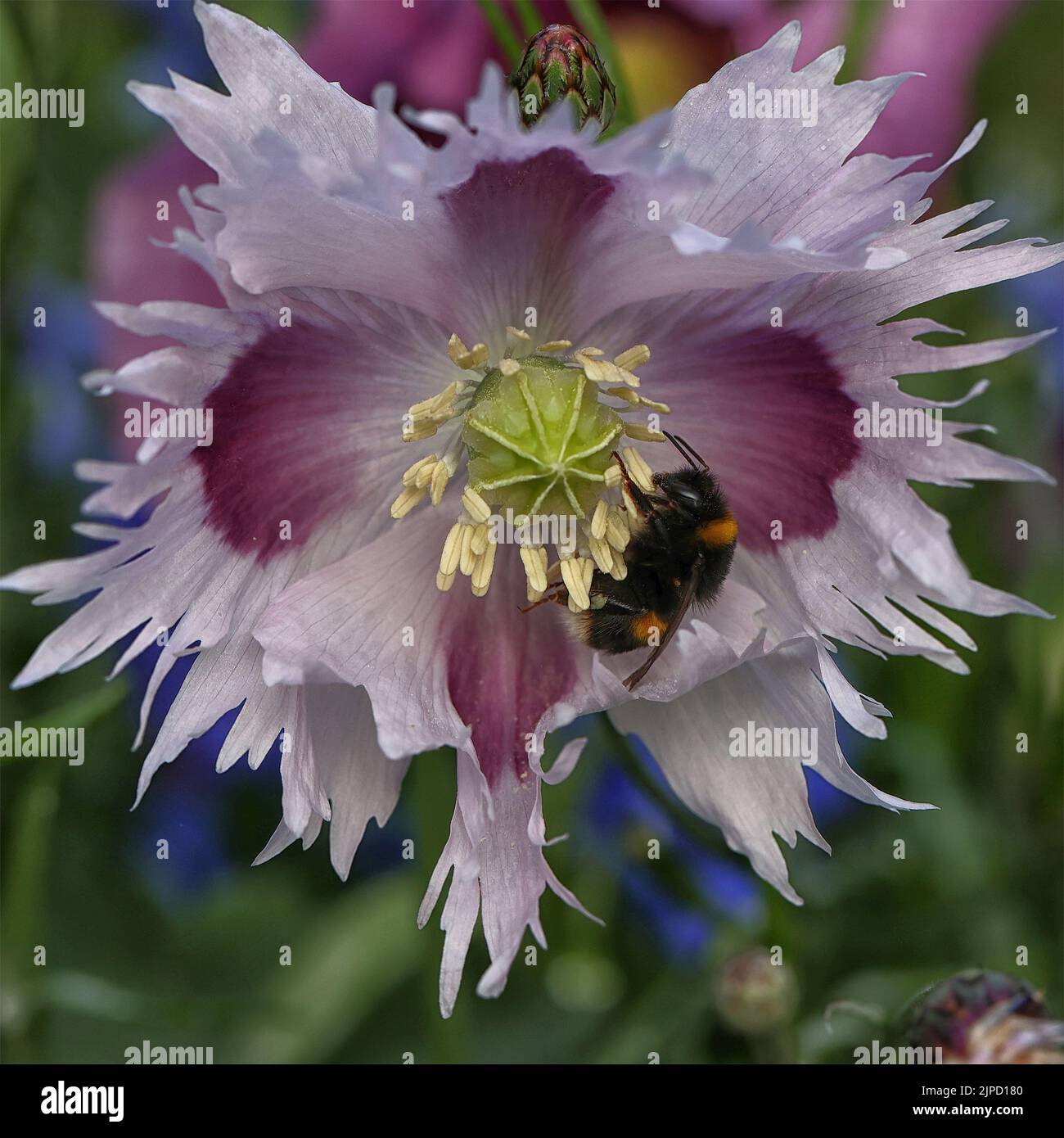 Poppies colours hi-res stock photography and images - Alamy