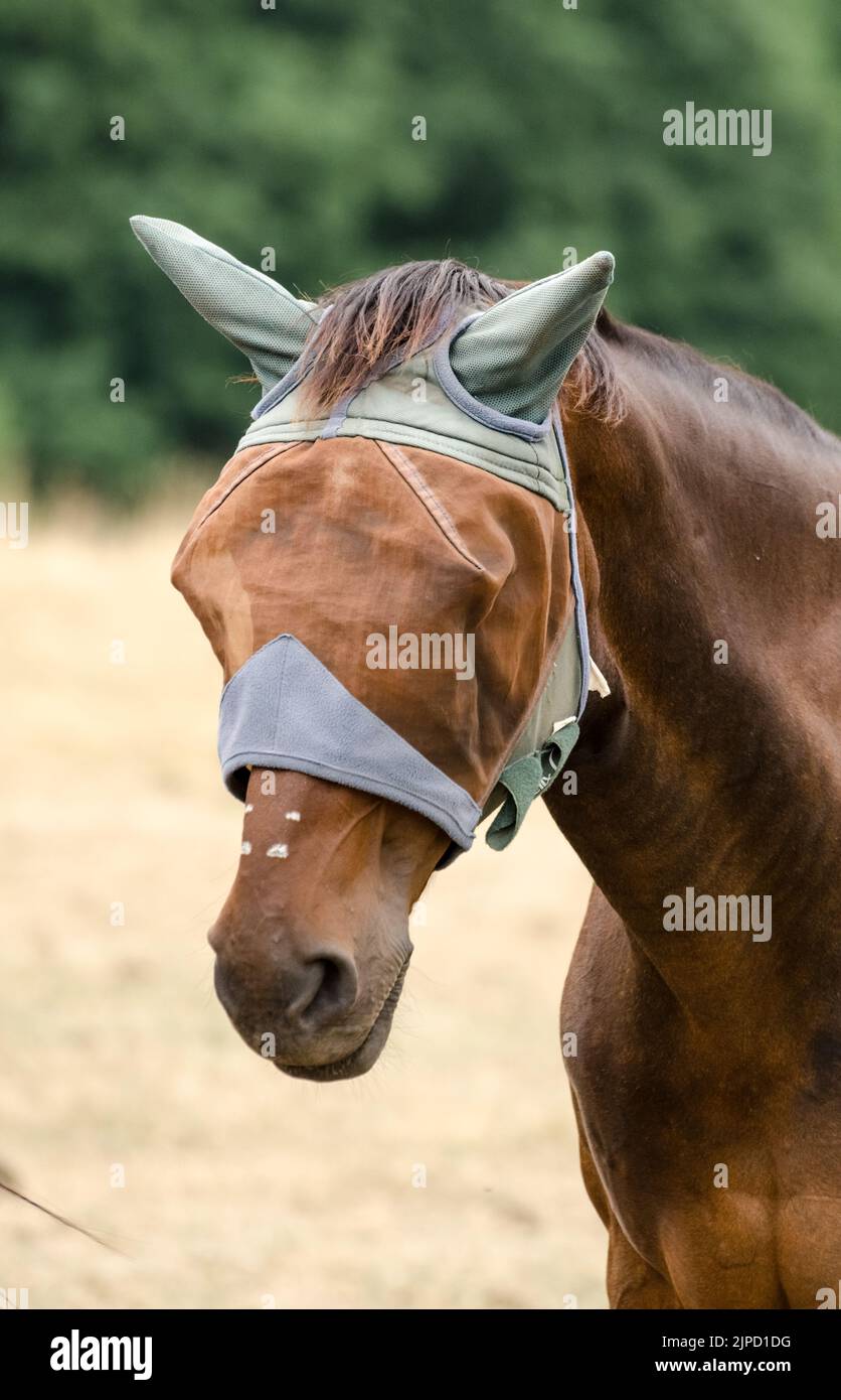 Domestic brown horse (Equus ferus caballus), wearing insect protection ...