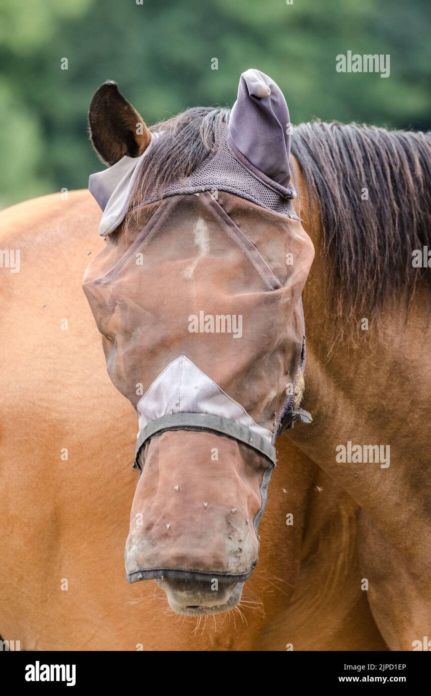 Horse covers hi-res stock photography and images - Alamy