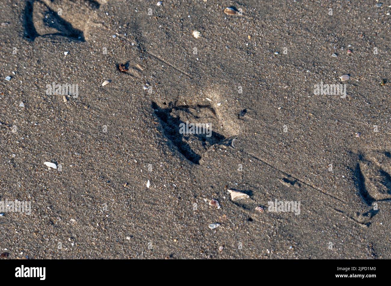 A closeup shot of the duck steps on a sand Stock Photo - Alamy