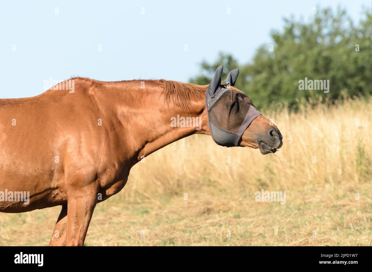 Horse covers hi-res stock photography and images - Alamy