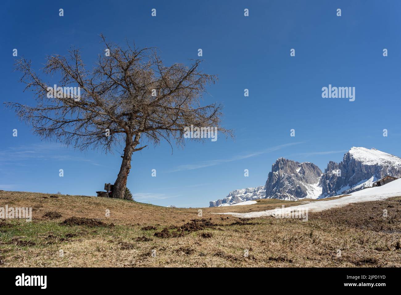 A scenic view of a lonely green tree on the snowy Seiser Alm (Alpe Di ...
