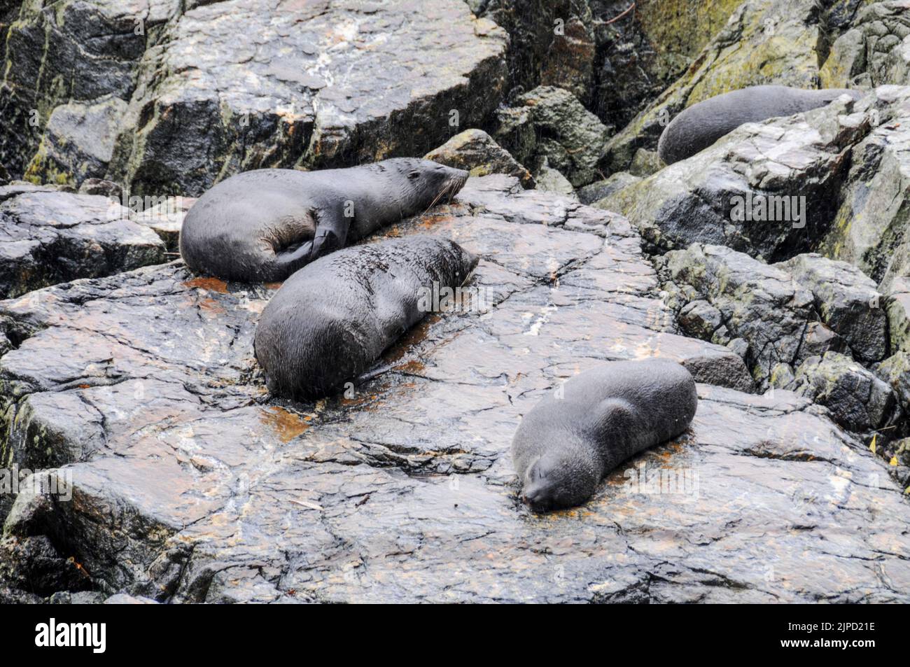 A group of Fur seals on the rocks on Milford Sound in Fiordland ...