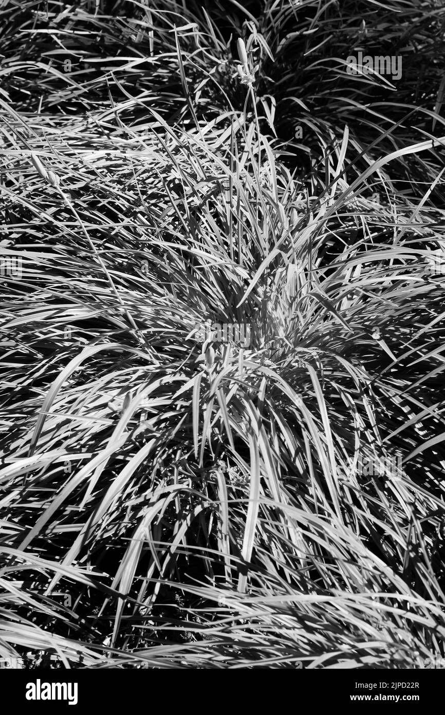 A tuft of leafy grass growing in the sunny meadow in black and white ...