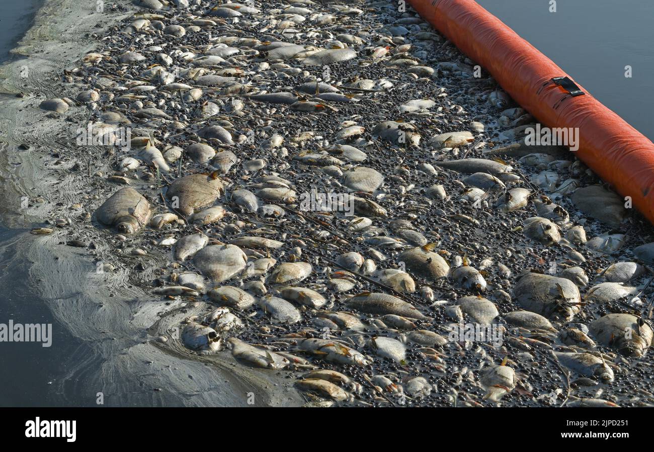 Schwedt, Germany. 16th Aug, 2022. Dead fish, shells and snails. Credit ...