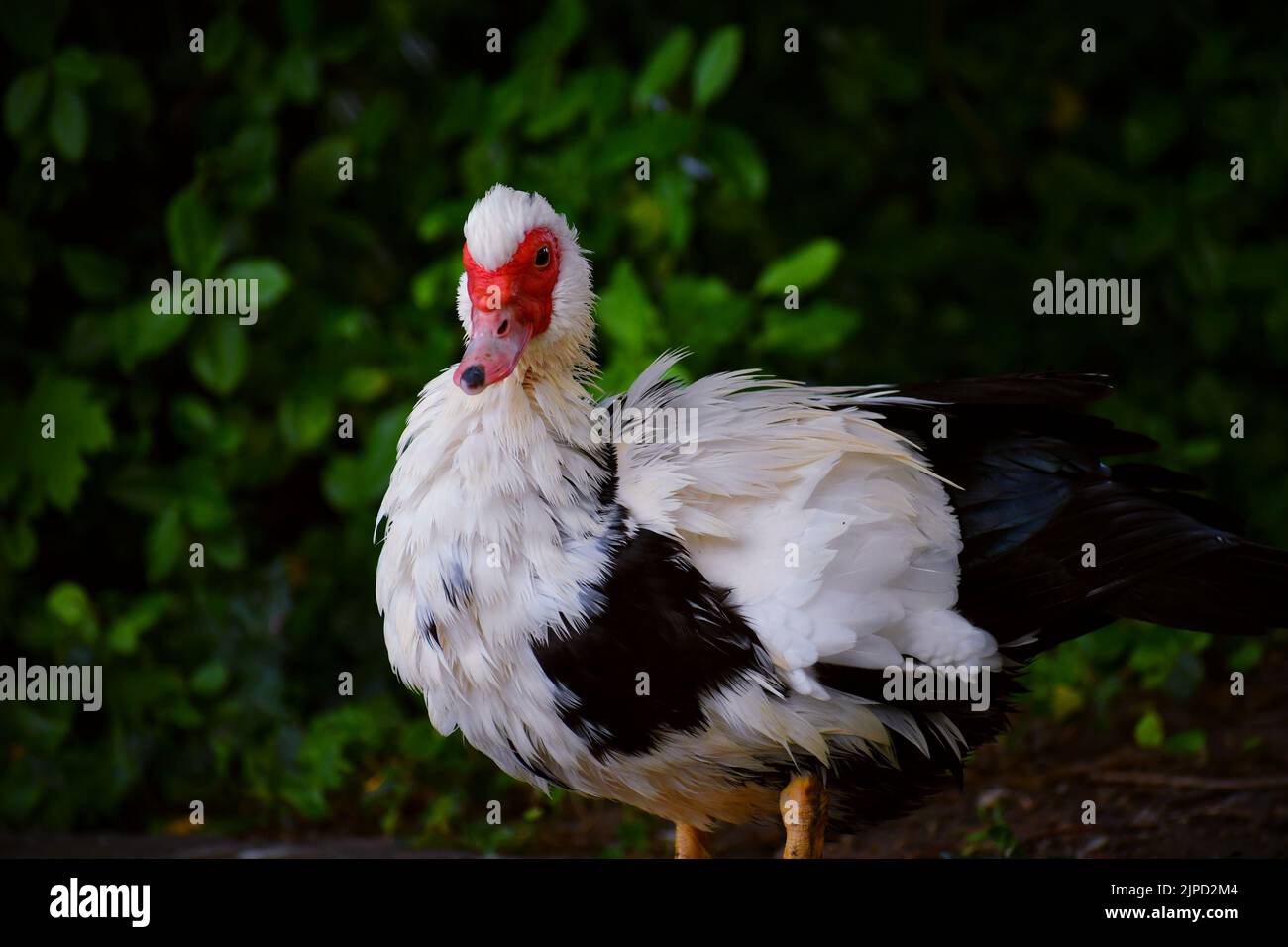 Gray muscovy duck hi-res stock photography and images - Alamy